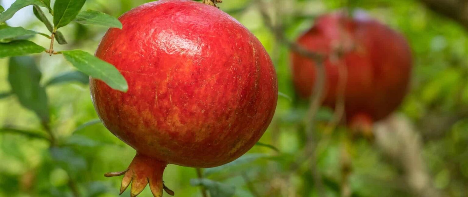 Quels sont les fruits et légumes en G ? - Septimealamaison - Restaurant ...